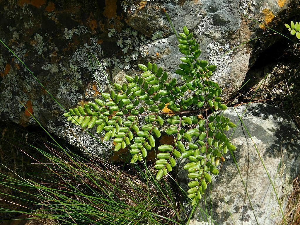Myrtle Fern from Greyton Nature Reserve 7233, South Africa on December ...