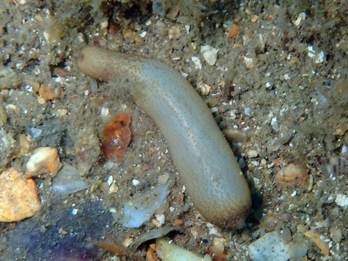 Genus Golfingia · iNaturalist