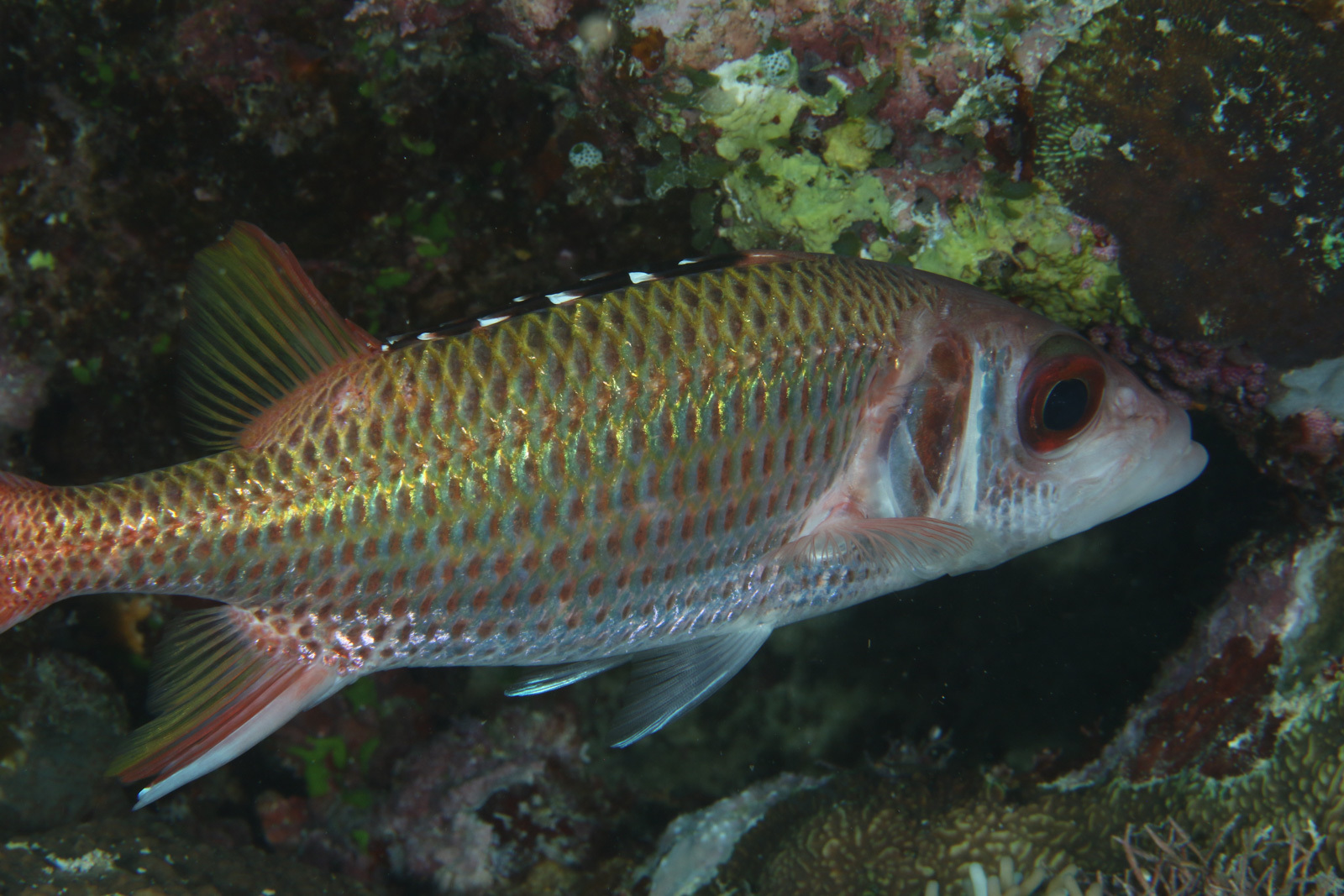 Neoniphon opercularis (Valenciennes, 1831)