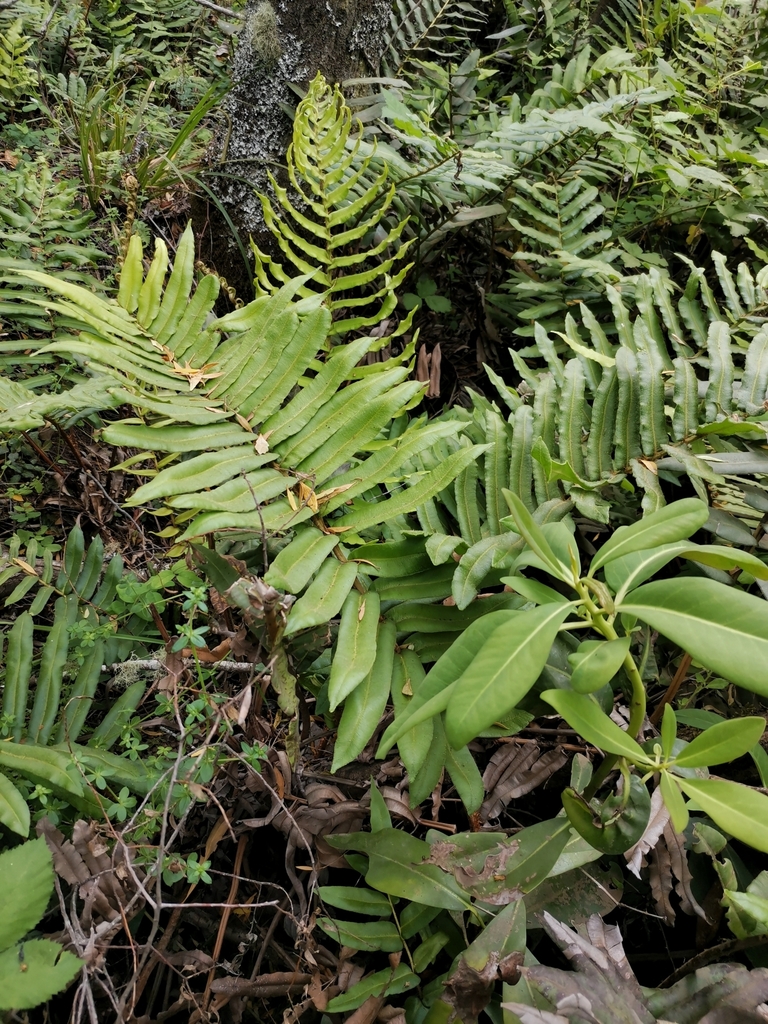 Chilean hard fern from Villarrica, Araucanía, Chile on December 07 ...