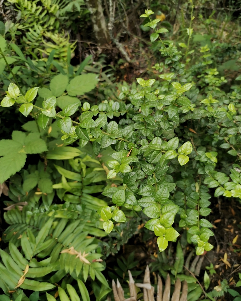Prickly myrtle from Villarrica, Araucanía, Chile on December 07, 2022 ...