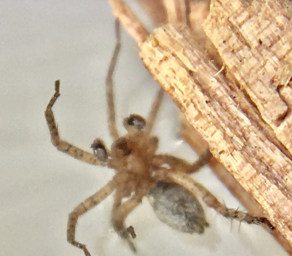 Anyphaena dixiana from Las Vistas, Avondale, AZ 85392, USA on December ...