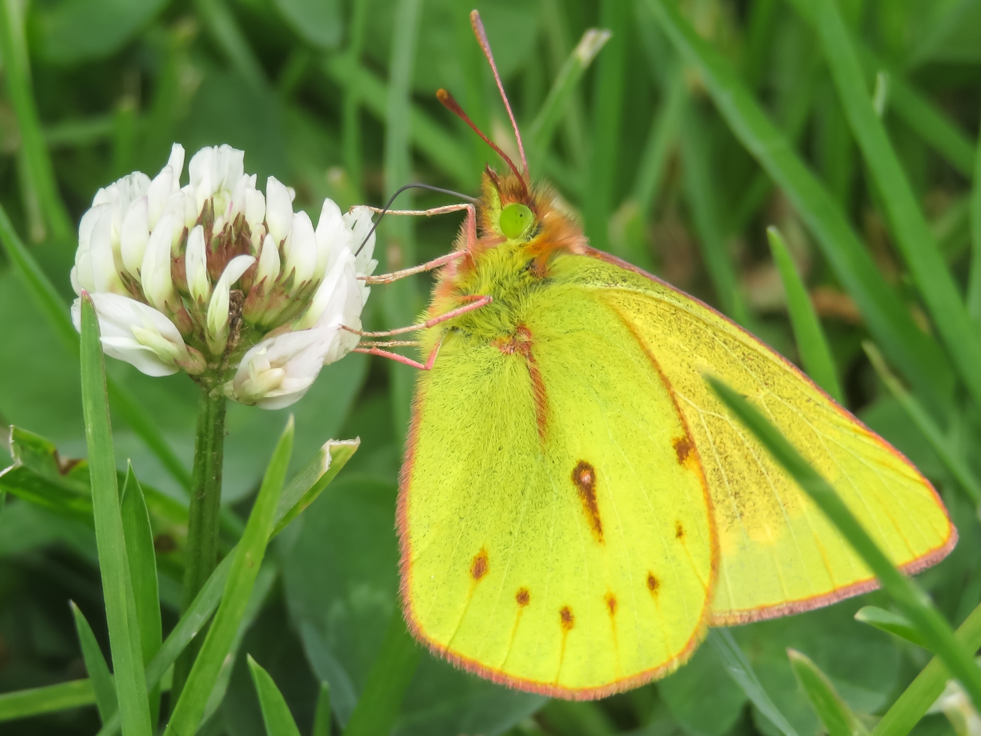 Colias dimera Doubleday, 1847