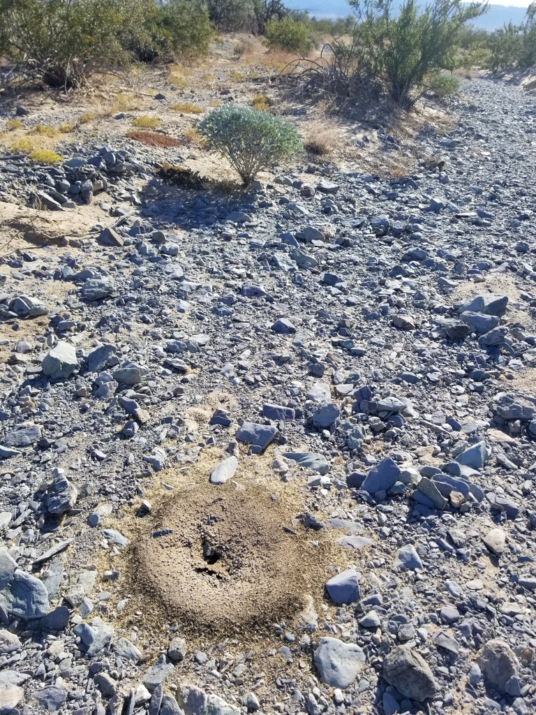 Veromessor pergandei from Desert Center, CA 92239, USA on December 16 ...