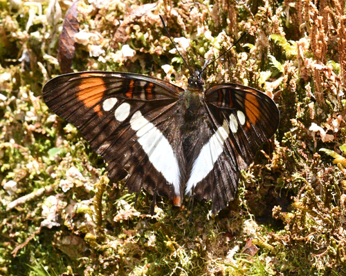 Adelpha margarita · iNaturalist Mexico