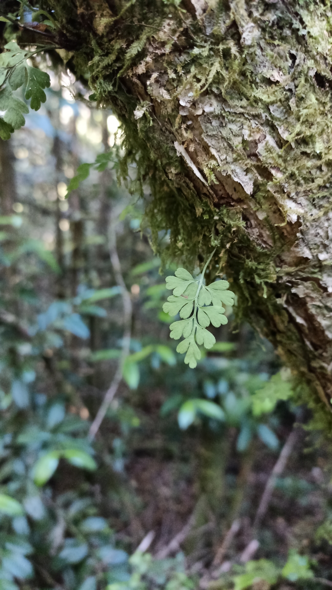 Asplenium dareoides Desv.