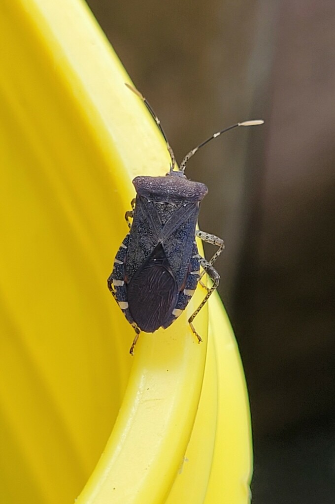 Horned Squash Bug from Savage, MD, USA on September 12, 2022 at 12:50 ...