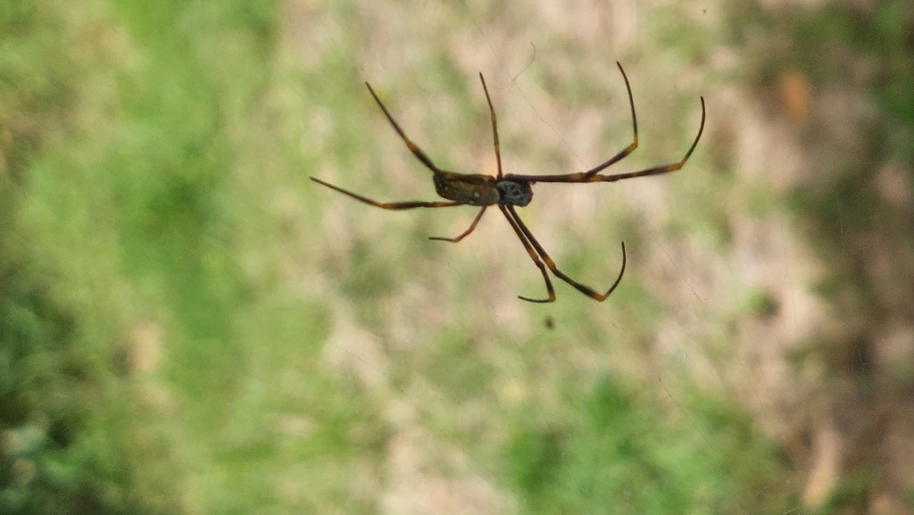 Tiger Spider from 4520 on December 17, 2022 at 09:46 AM by Oscar ...
