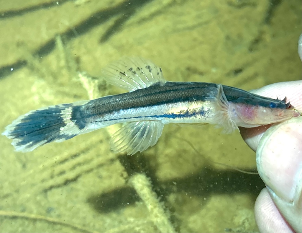 Swampfish (Chologaster cornuta) - Marine Life Identification