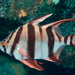 Old Wives (Family Enoplosidae) · iNaturalist