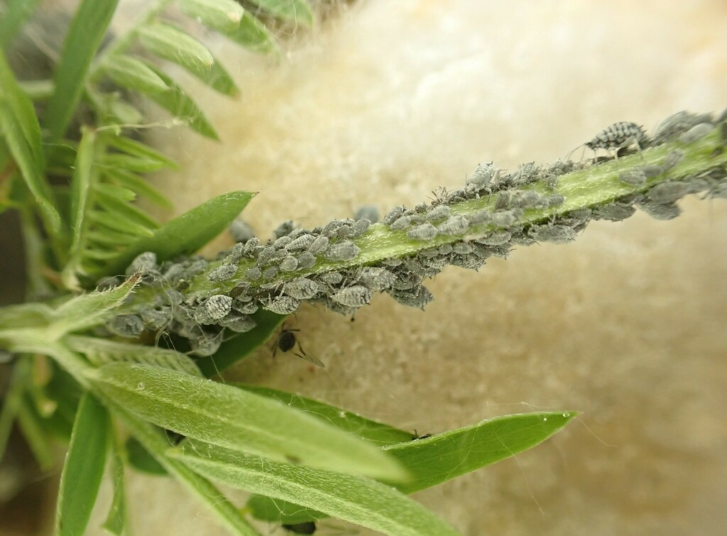 Tufted Vetch Aphid from Southeast Calgary, Calgary, AB, Canada on July ...