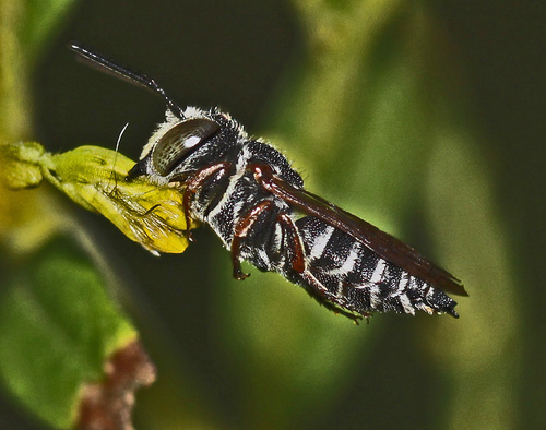 Eight-toothed Cuckoo Leaf-cutter Bee (Coelioxys octodentata)