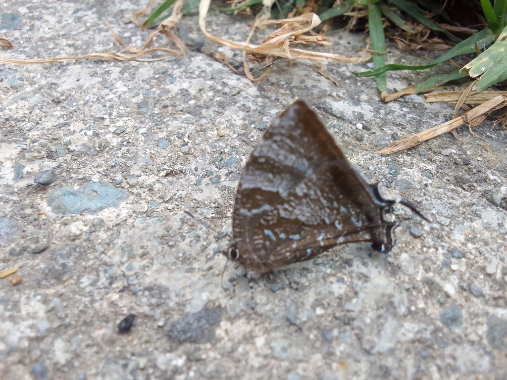 Brevianta undulata from Vda. El Penasco, Envigado, Antioquia, Colombia ...