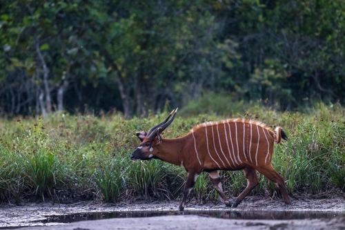 Lowland Bongo (Subspecies Tragelaphus eurycerus eurycerus) · iNaturalist