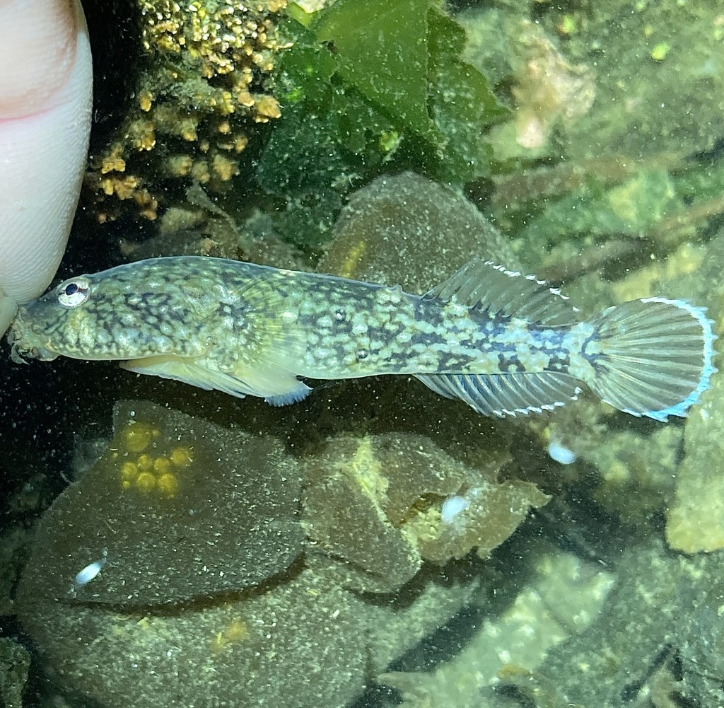 Northern Clingfish from Neah Bay, WA, US on September 11, 2022 at 08:33 ...