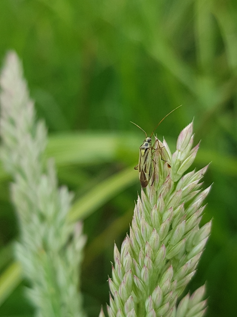 Two-spotted Grass Bug from Flagstaff, Hamilton, New Zealand on December ...
