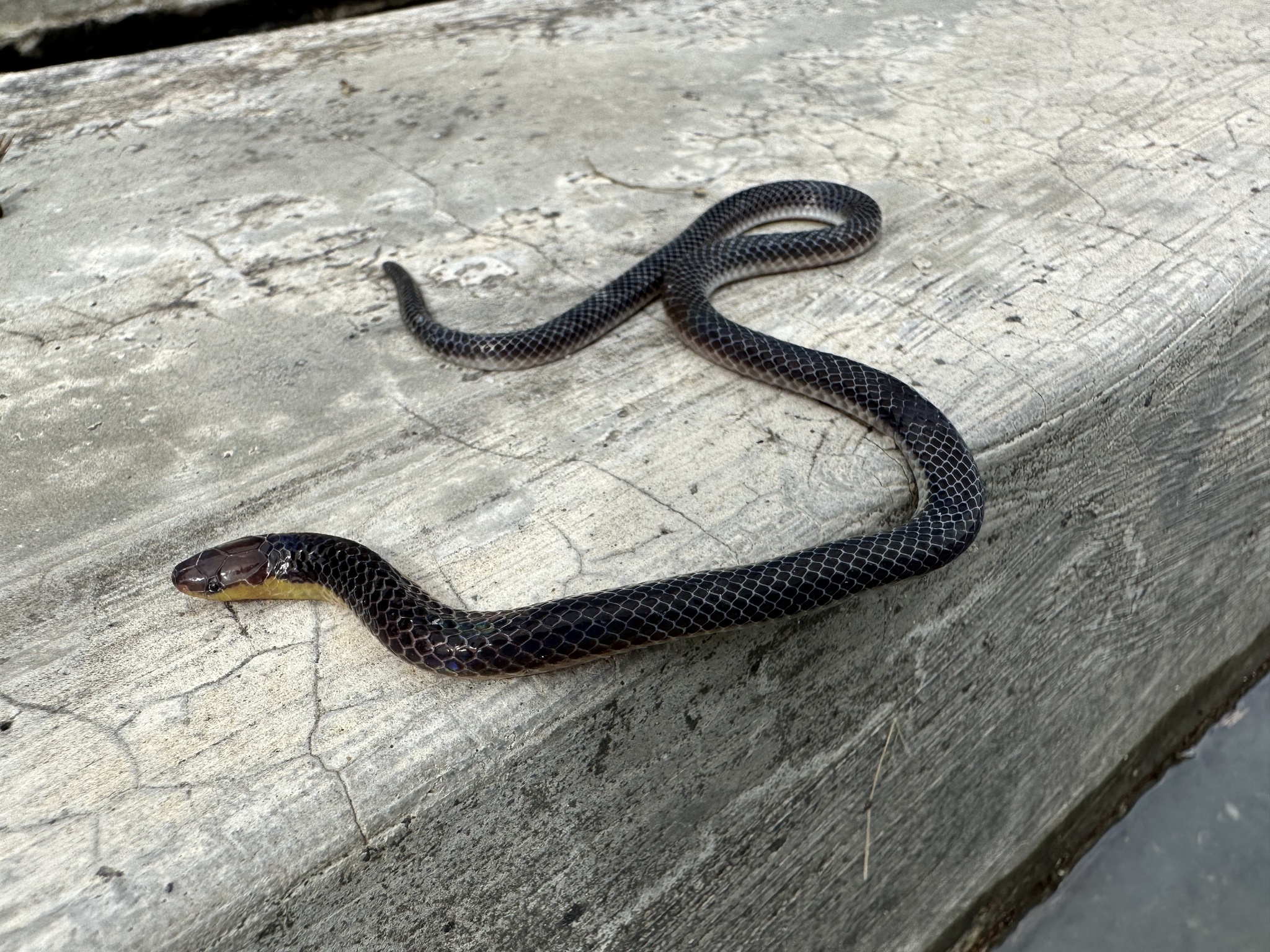 Calamaria schlegeli Duméril, Bibron & Duméril, 1854