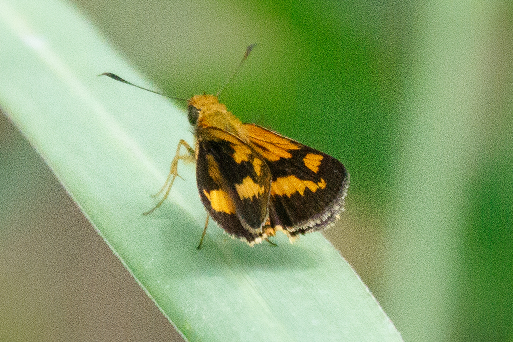 swamp darter from Brisbane QLD, Australia on December 17, 2022 at 01:15 ...
