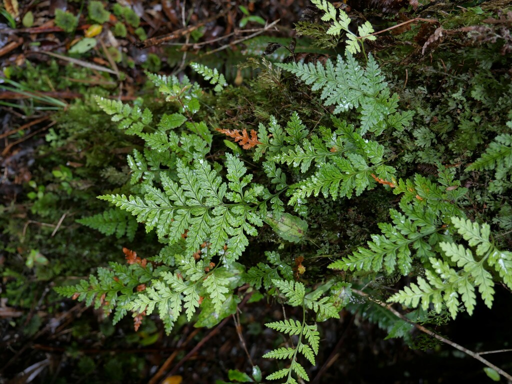 leatherleaf fern (Rumohra adiantiformis) - Botanical Realm