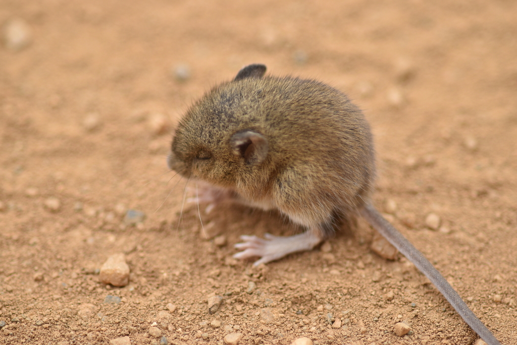 Pygmy Rice Rats (Oligoryzomys) - Know Your Mammals