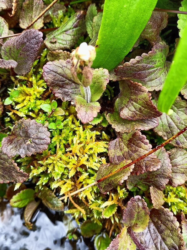 plants from 7875, New Zealand on December 17, 2022 at 11:19 AM by ...