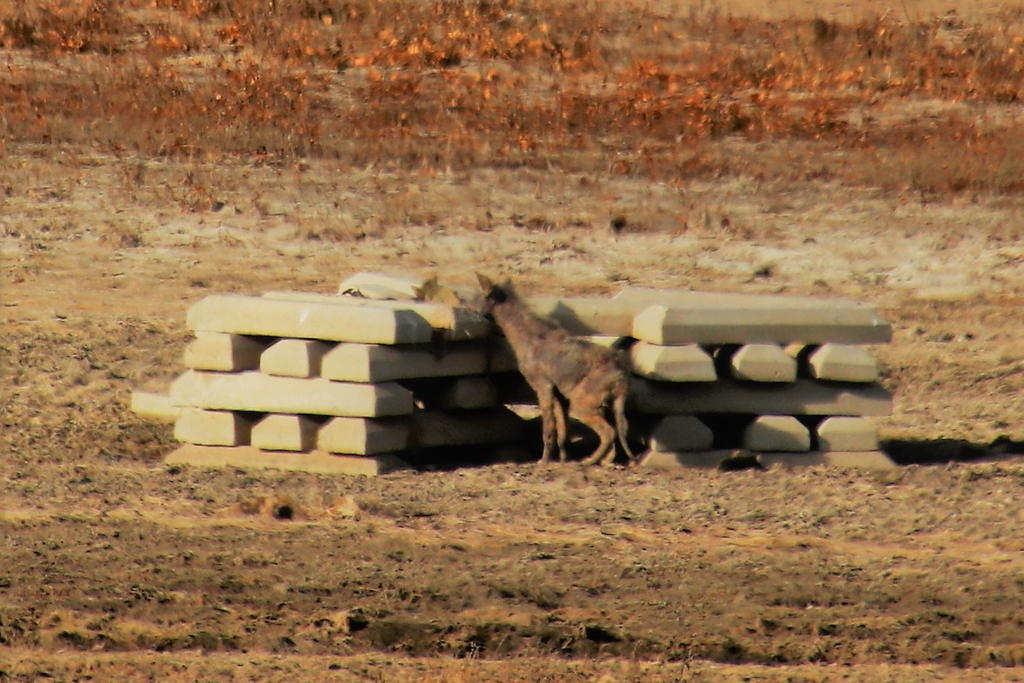 Coyote from Adams County, CO, USA on December 16, 2022 at 02:42 PM by ...