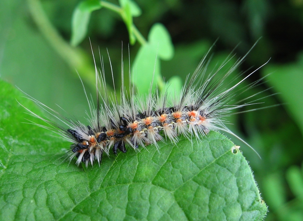 Fall Webworm Moth from Tweed, ON, Canada on September 12, 2018 at 10:47 ...