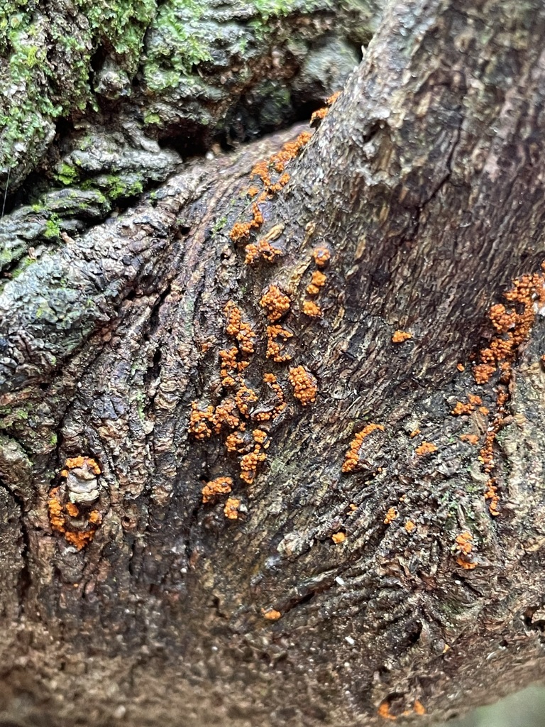 Nectriaceae from Wellington, Wellington, New Zealand on November 10 ...