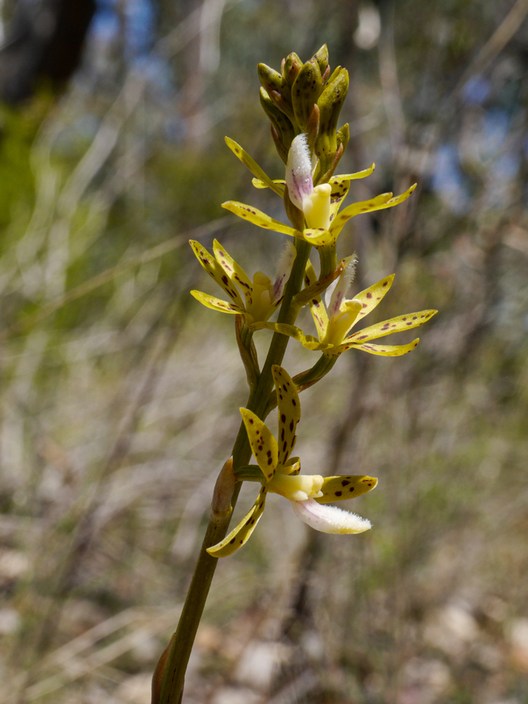 Dipodium interaneum in December 2017 by Gunter Maywald · iNaturalist