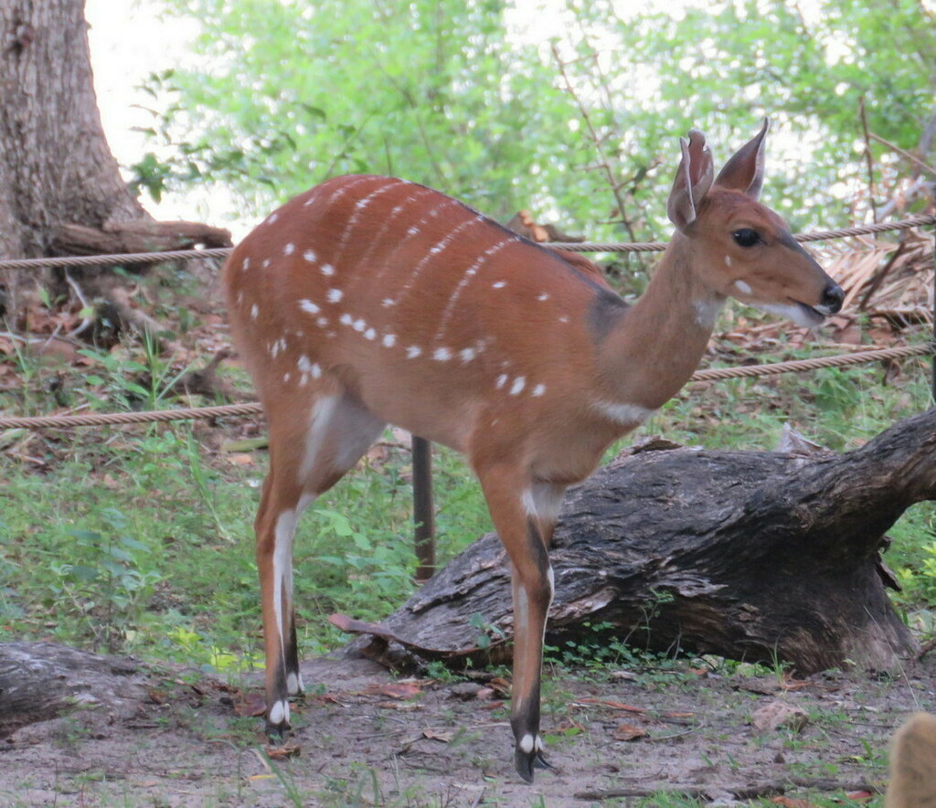 Chobe Bushbuck from Chobe, Botswana on March 6, 2019 at 06:53 AM by ...