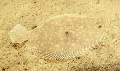 Smalltooth Flounder (Fishes of Chowder Bay, Sydney, Australia ...