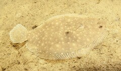 Fishes of Chowder Bay, Sydney, Australia · iNaturalist