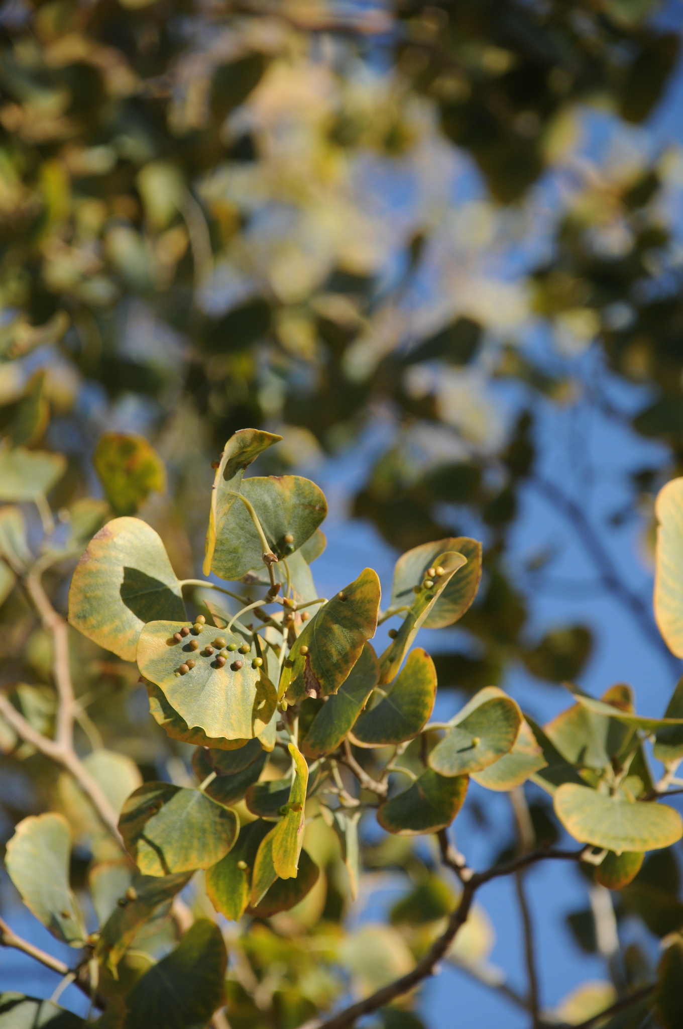 Populus euphratica Olivier