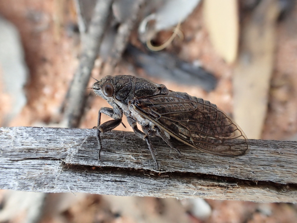 Buzzing Stubby-wing from 30km E by N of Swan Reach, S. AUST on December ...