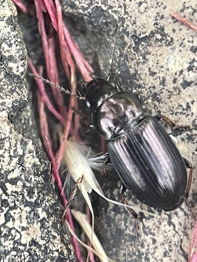 Harpalini from Boundary Tk E, Frankston South, VIC, AU on December 17 ...