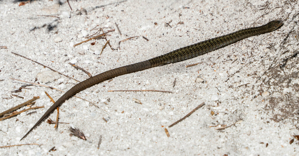 Cape Snake Lizard from Perdeberg, Kogelberg Biosphere Reserve, Western ...
