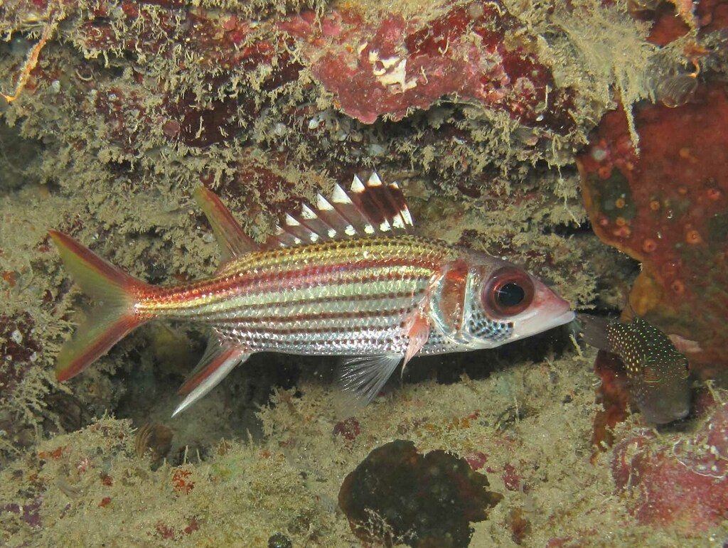 Spotfin Squirrelfish (Field guide to fishes of the Coral Sea Marine ...