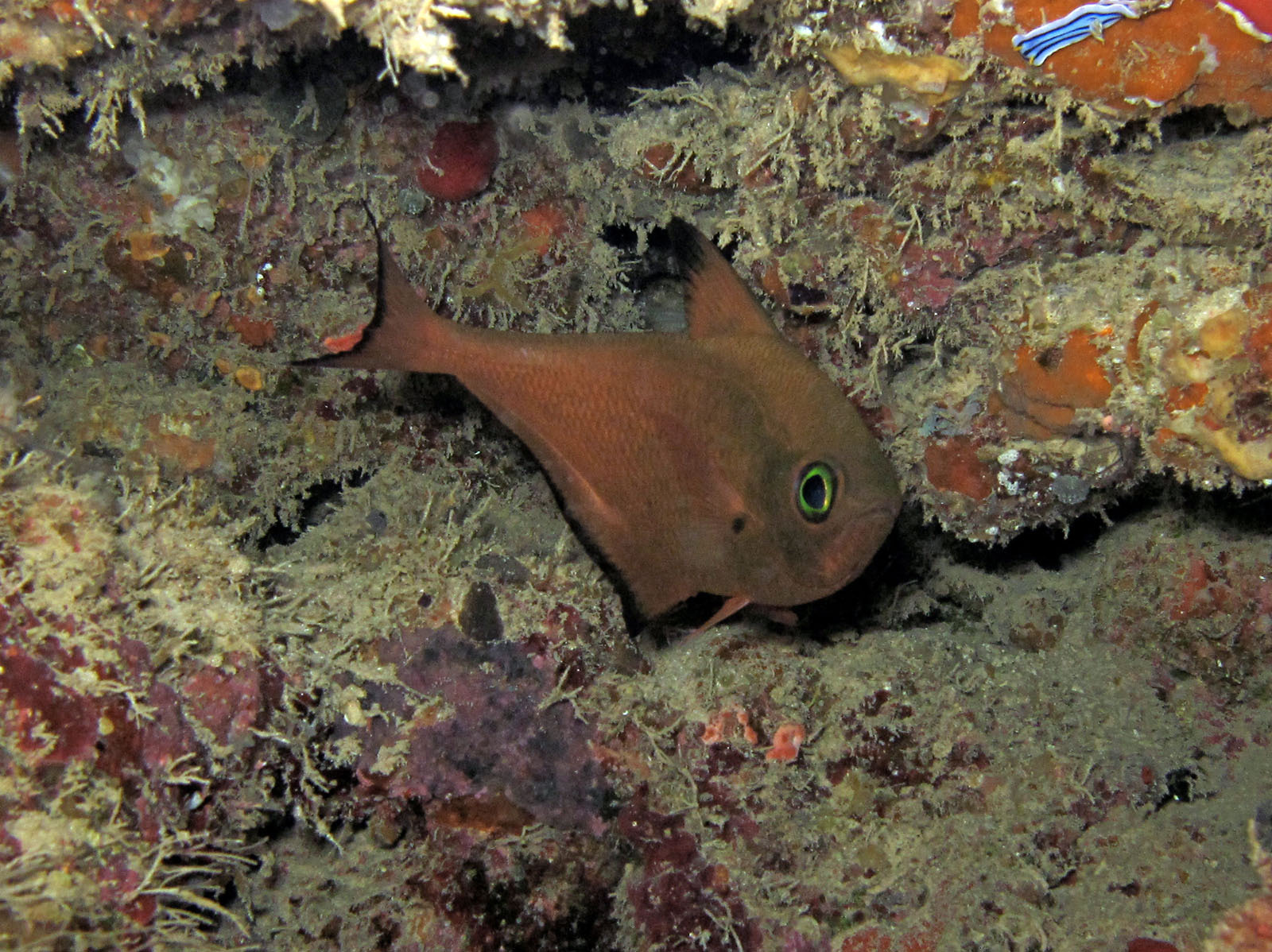 Pempheris adusta Bleeker, 1877