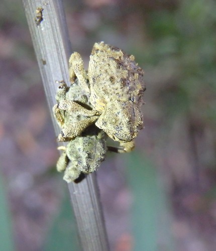 Poropterus sylvicola · iNaturalist