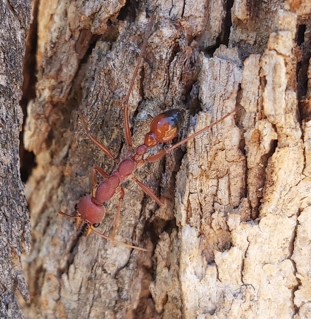 Red Bull Ant from Girraween QLD 4382, Australia on December 16, 2022 at ...