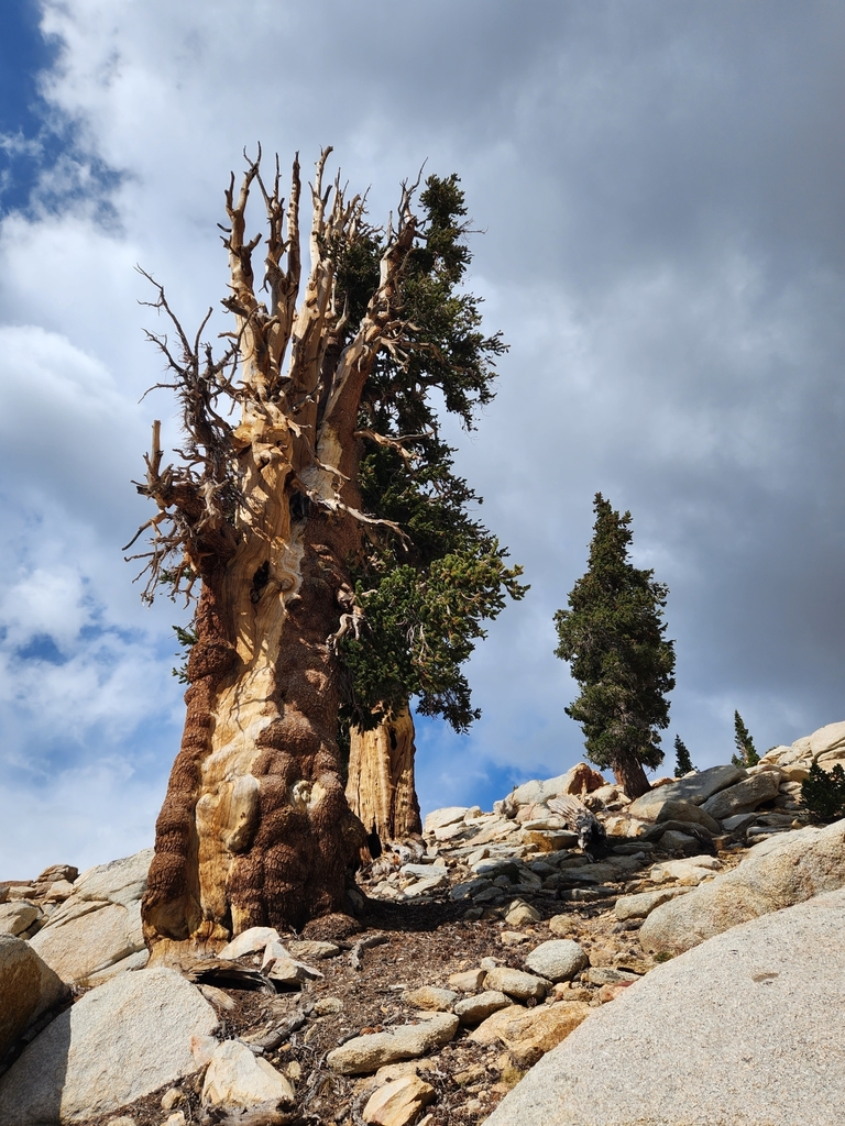 Sierra Foxtail Pine from California 93262, USA on October 09, 2022 at ...