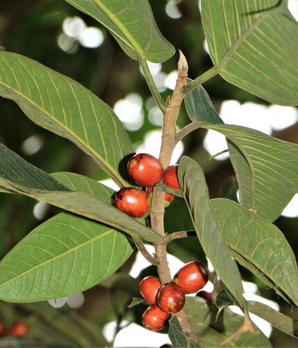 Ficus forstenii · NaturaLista Colombia