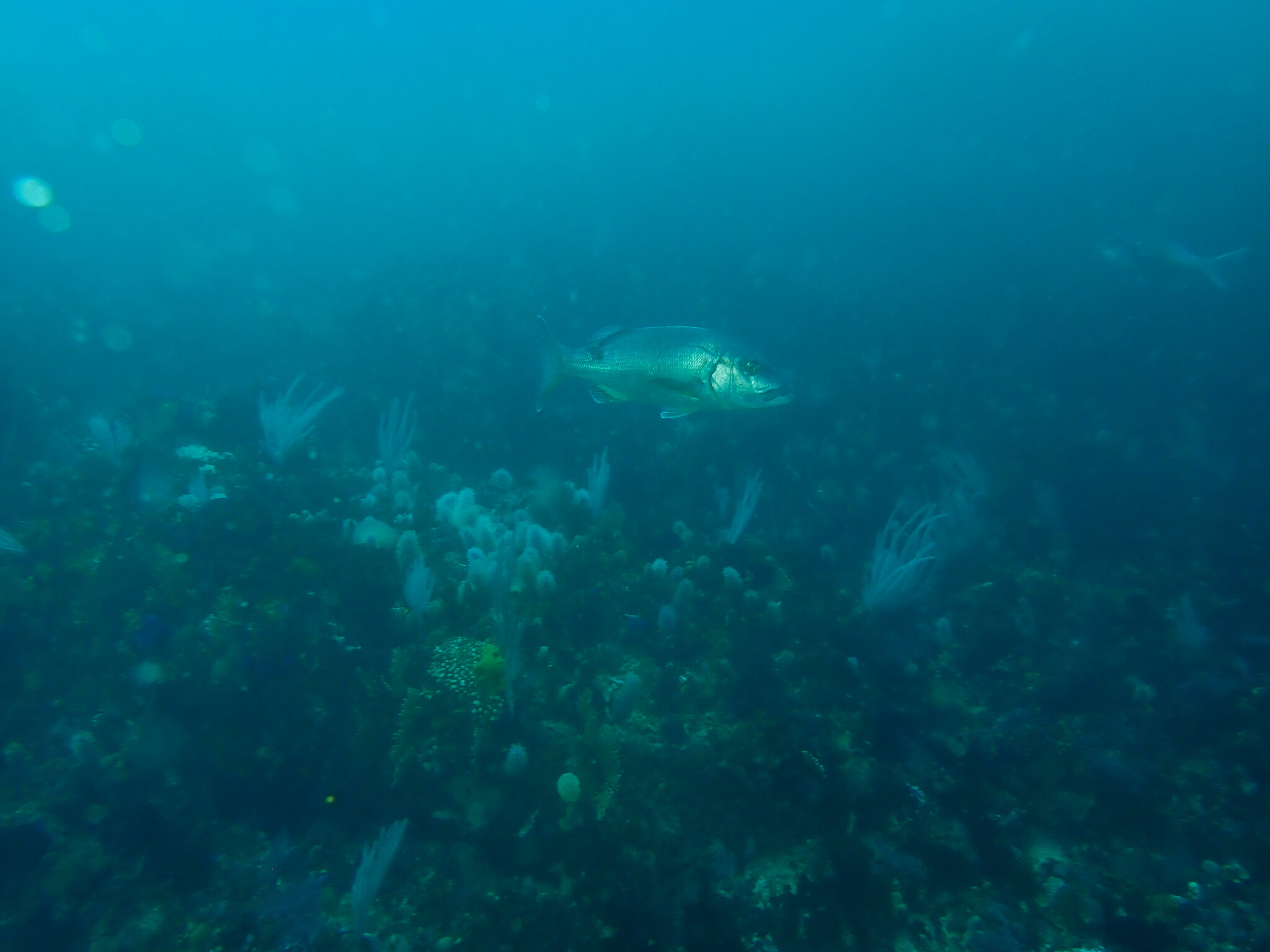 Petrus rupestris (Valenciennes, 1830)