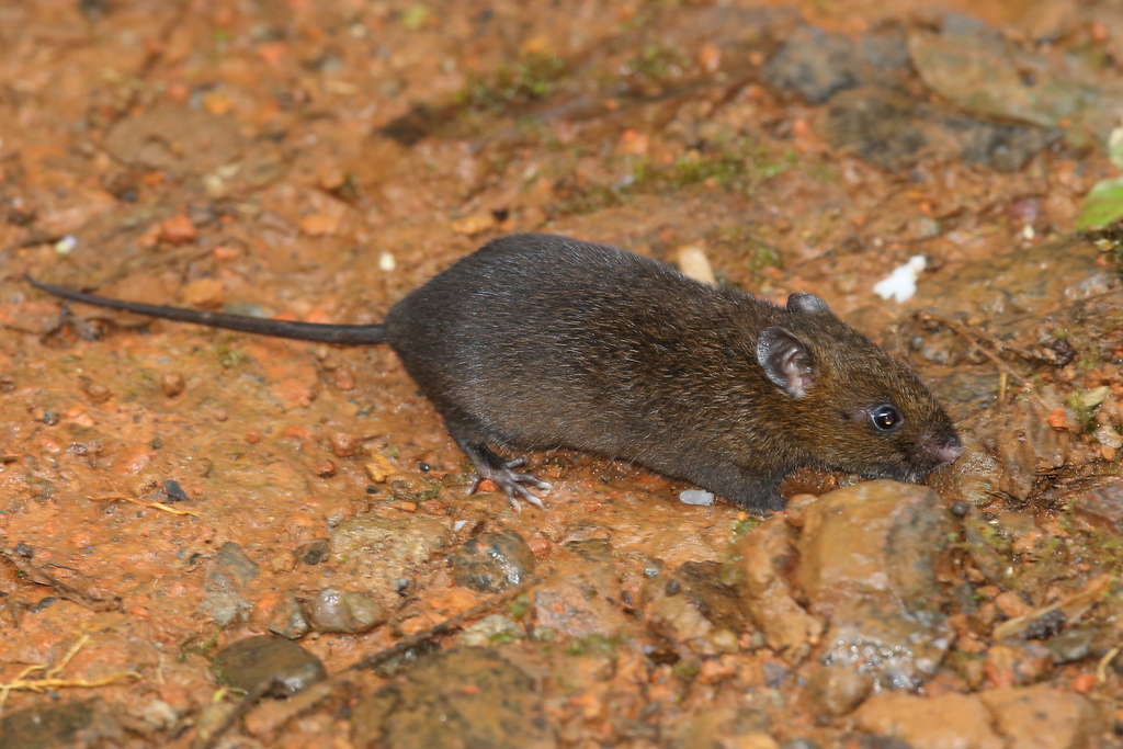 dusky rice rat from Dagua, Valle del Cauca, Colômbia on November 17 ...