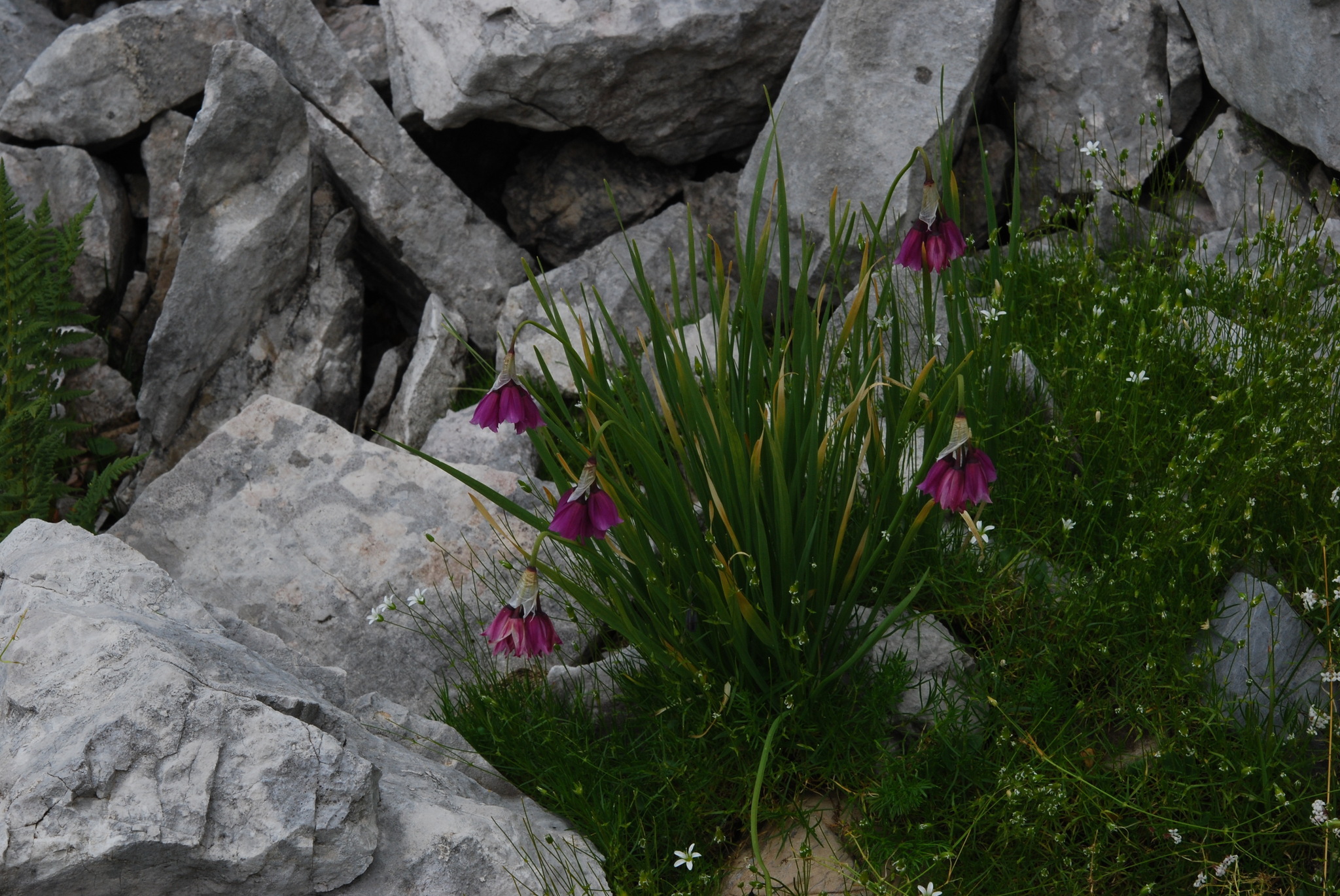 Allium insubricum Boiss. & Reut.