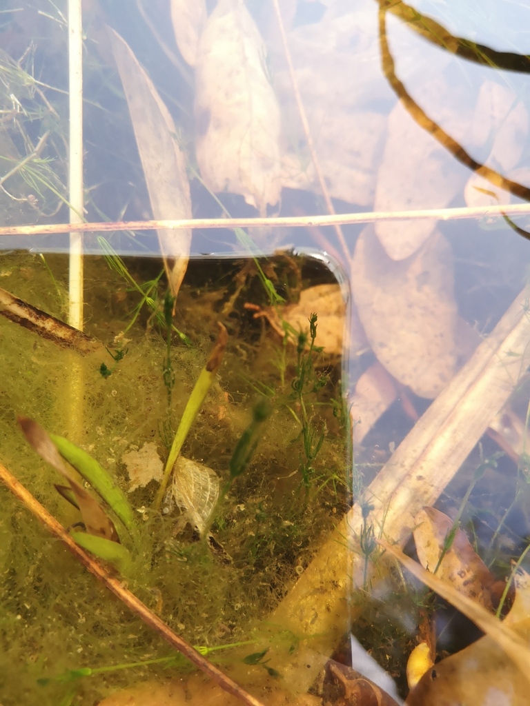 muskgrass in November 2018 by karl_feng · iNaturalist