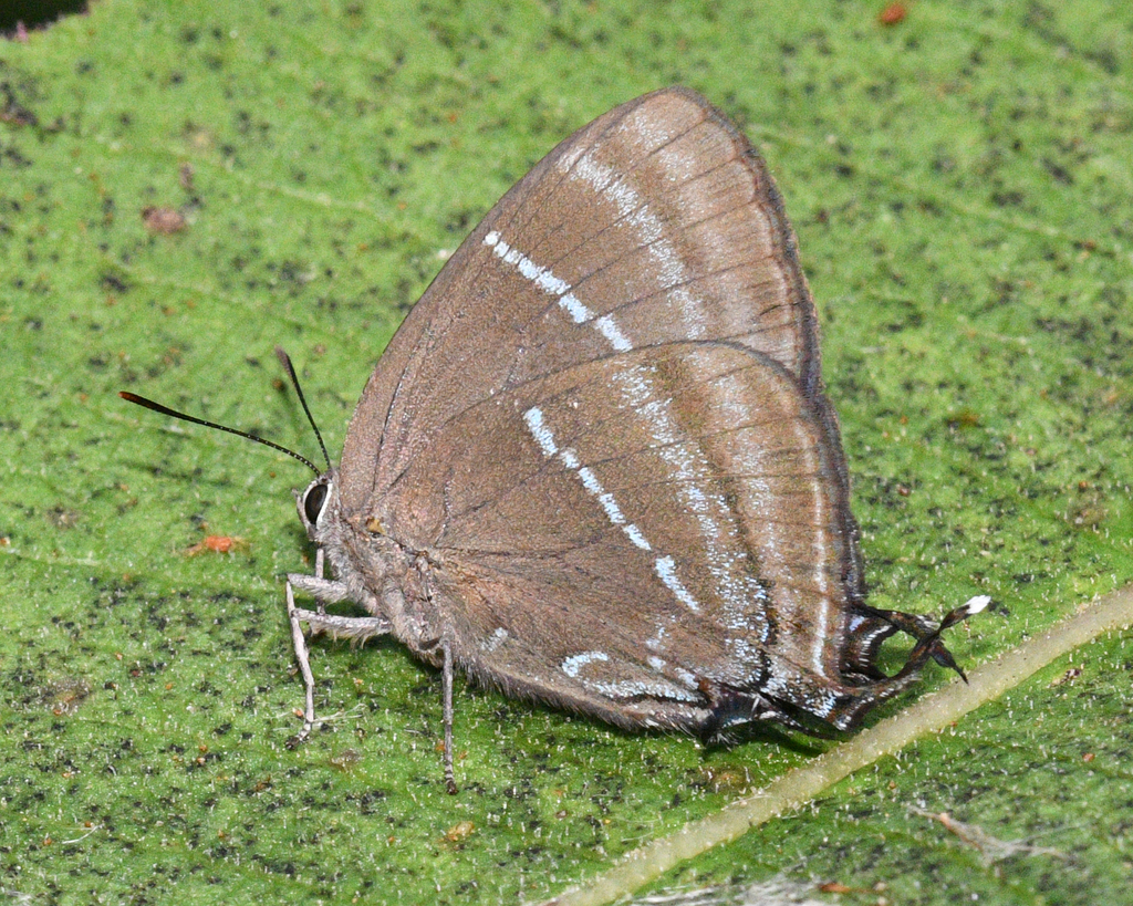 Atlides havila from Bongará, Amazonas, Peru on December 01, 2022 at 03: ...