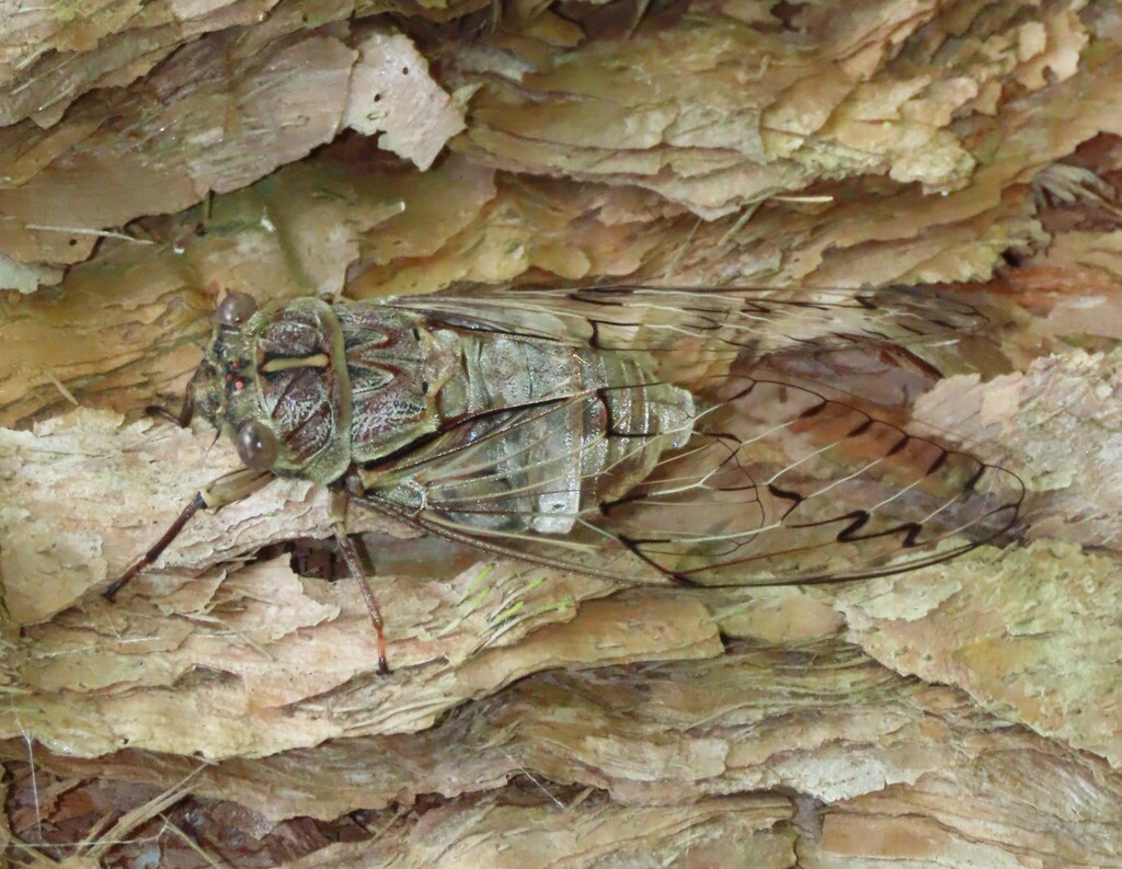 Razor Grinder from Como QLD 4571, Australia on December 17, 2022 at 11: ...