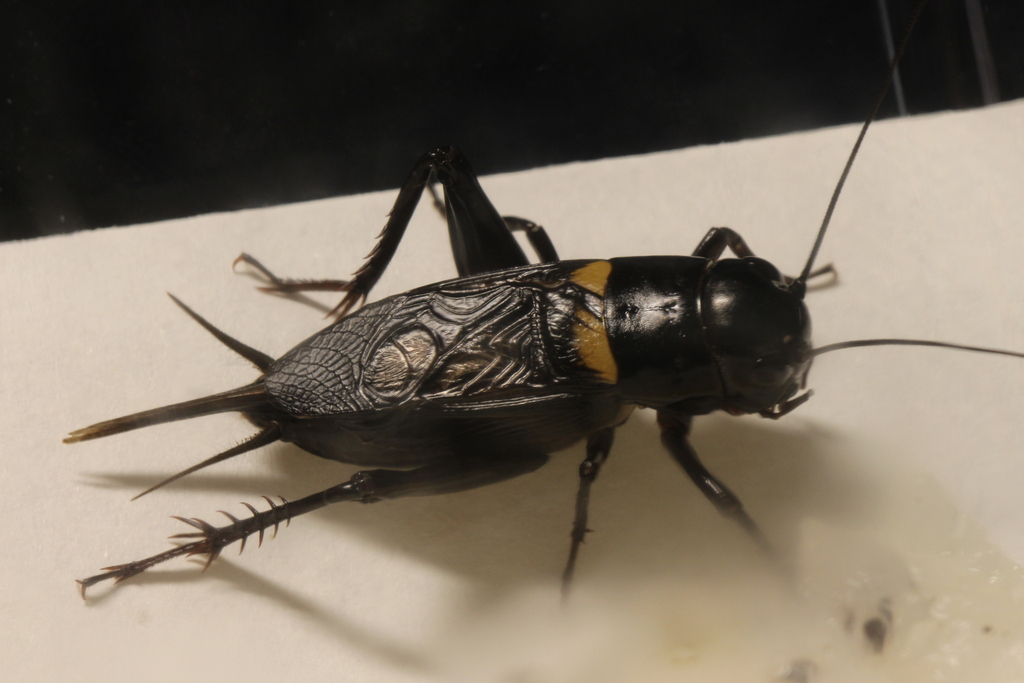 Southern Field Cricket from 中国广东省广州市海珠区 on November 28, 2021 at 10:44 ...