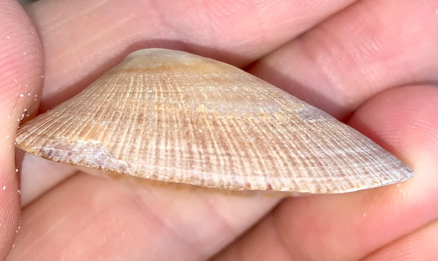 Cymbula compressa (Linnaeus, 1758)